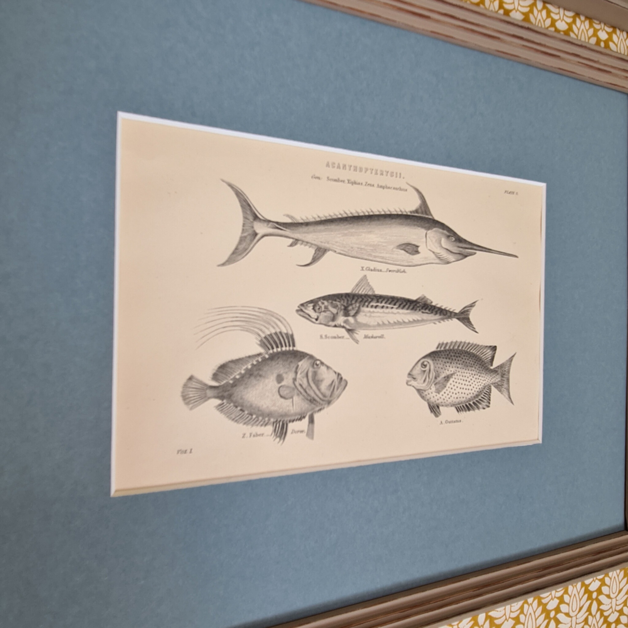 Pair of Antique Fish Prints in Limed Wood Frames