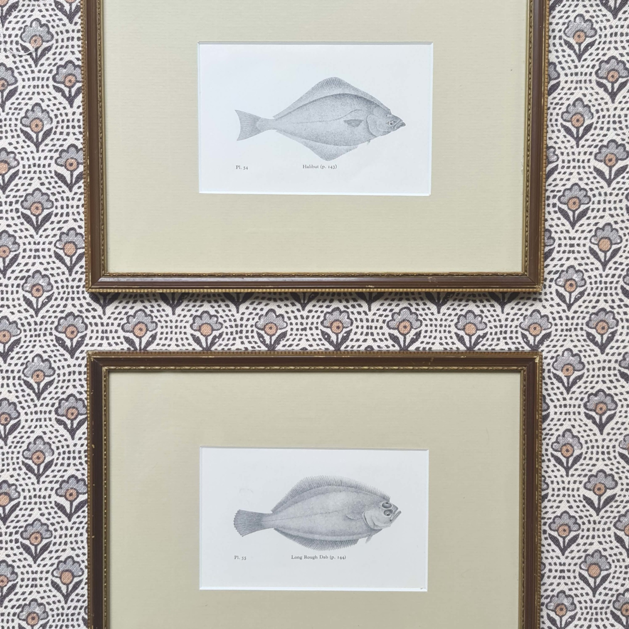 Pair of Antique Fish Prints | Hand Painted Frames