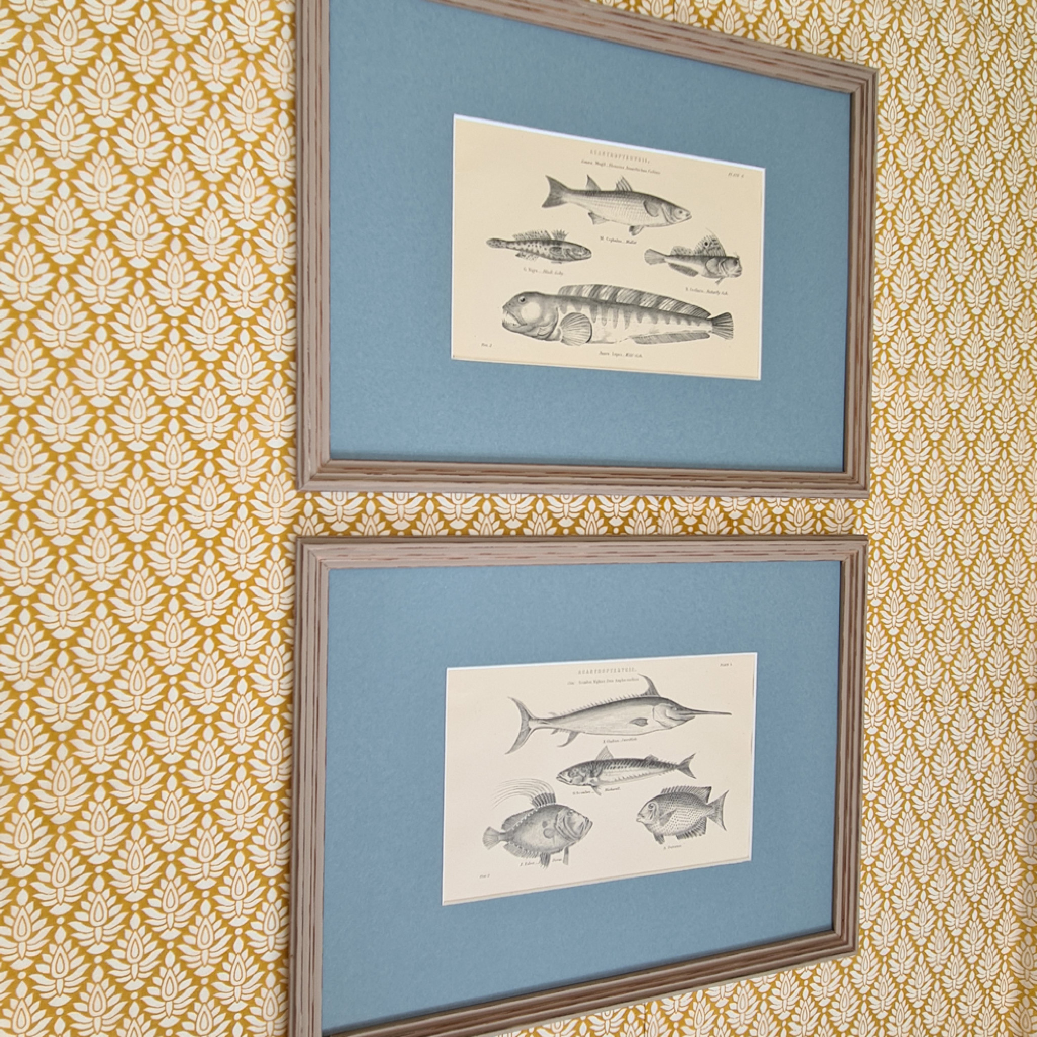 Pair of Antique Fish Prints in Limed Wood Frames